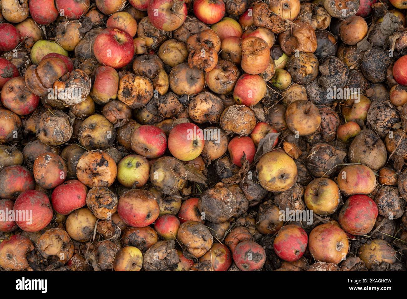 Heap of rotten apples lie on the ground. Bio waste compost. Disposal ...