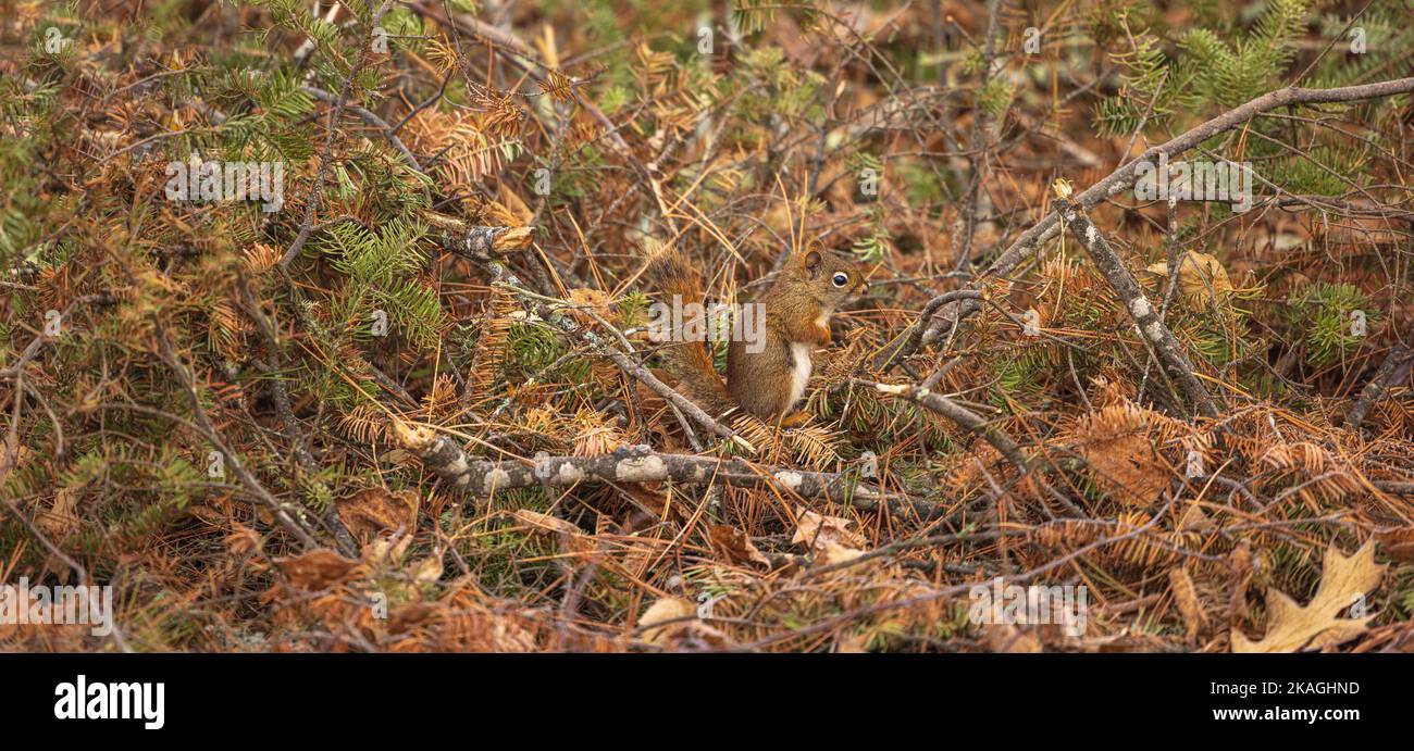 Red squirrel in northern Wisconsin Stock Photo - Alamy