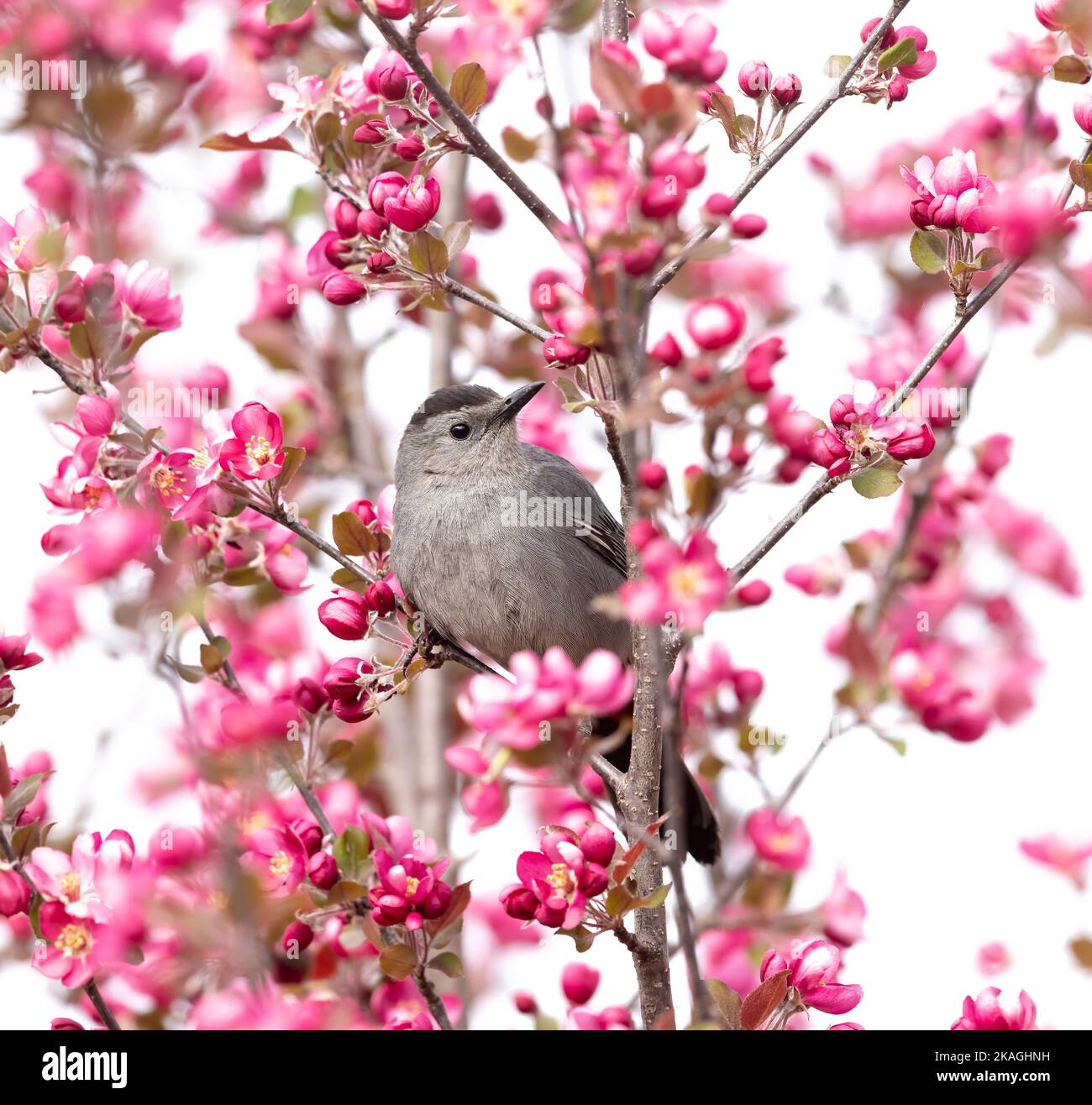 Gray catbird in a crabapple tree Stock Photo - Alamy