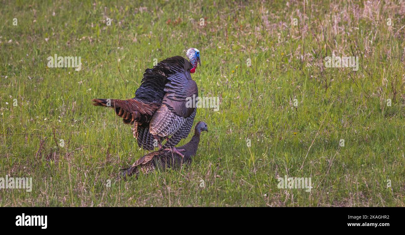 Eastern wild turkeys mating in northern Wisconsin Stock Photo - Alamy