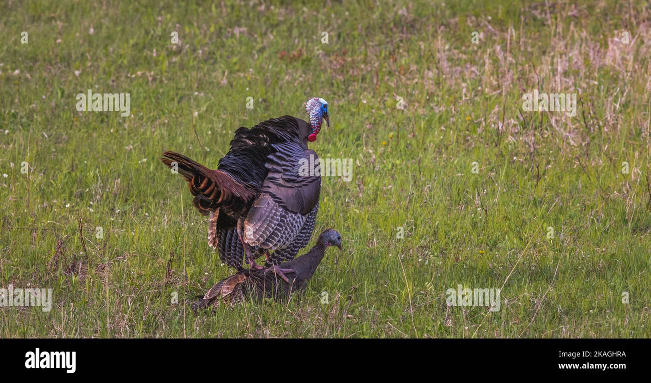 Eastern wild turkeys mating in northern Wisconsin Stock Photo - Alamy