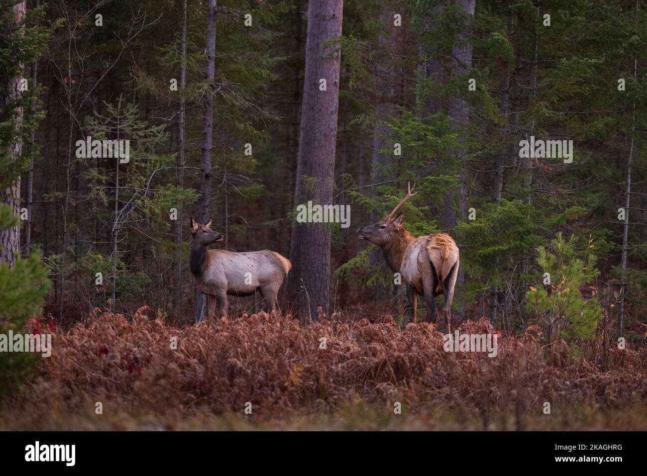 Elk in Clam Lake, Wisconsin Stock Photo - Alamy
