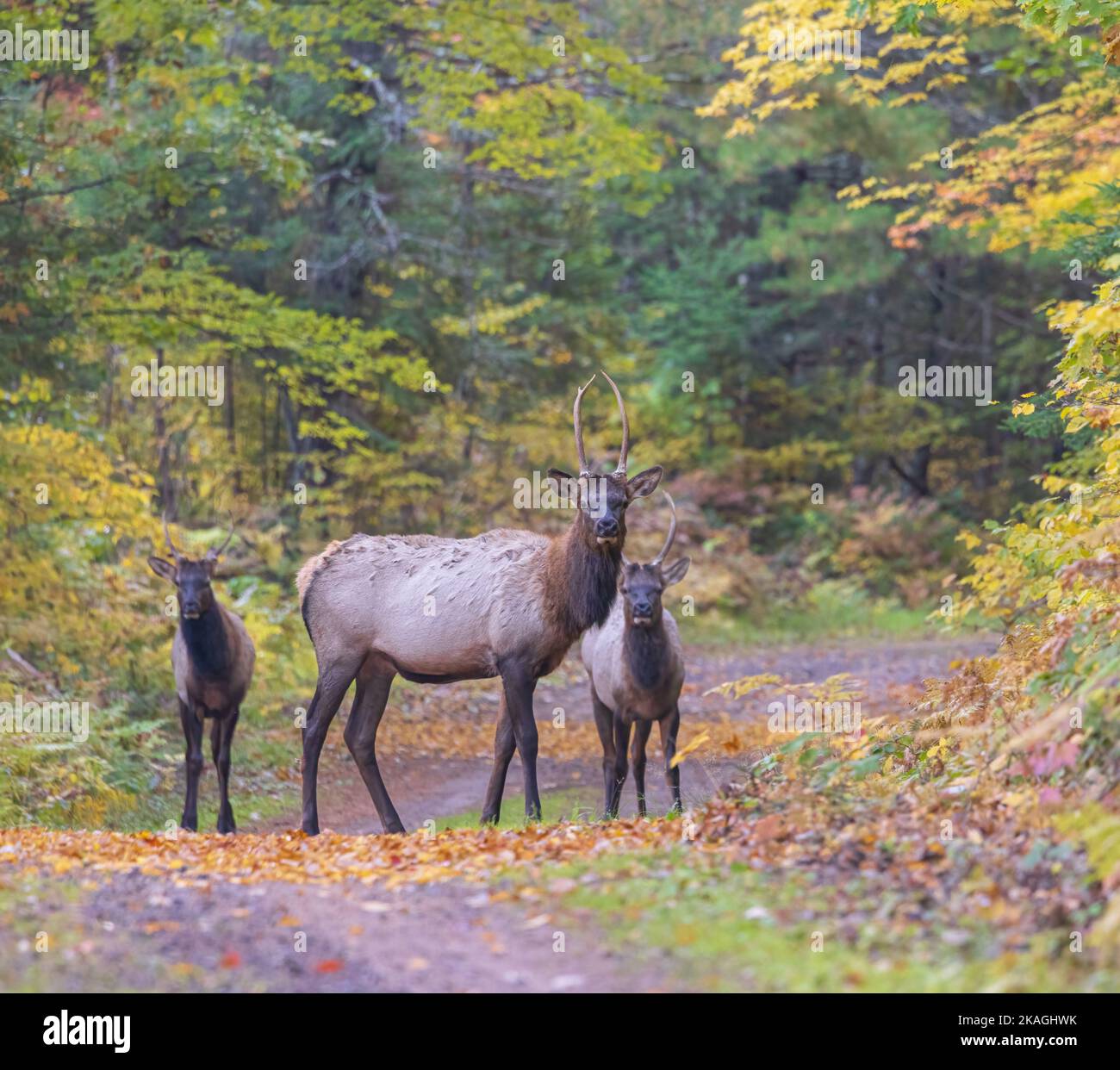 Bull elk in Clam Lake, Wisconsin Stock Photo - Alamy