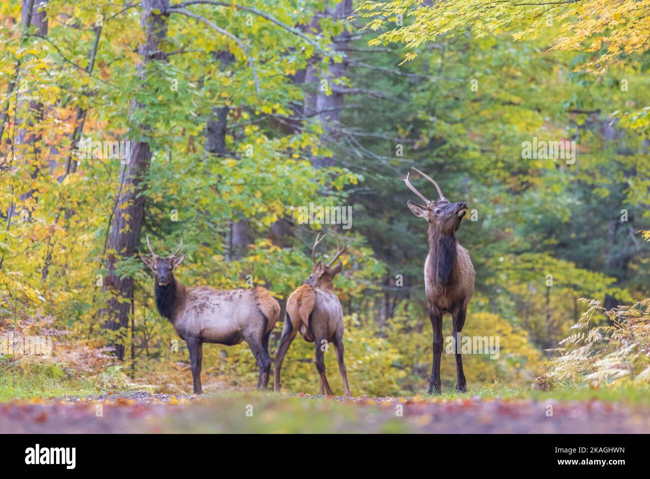 Elk in Clam Lake, Wisconsin Stock Photo - Alamy