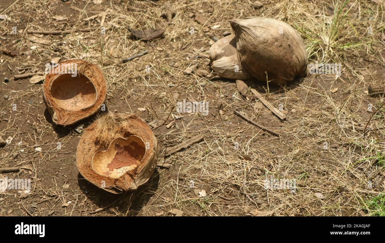 coconut coir fiber shell on the ground Stock Photo - Alamy