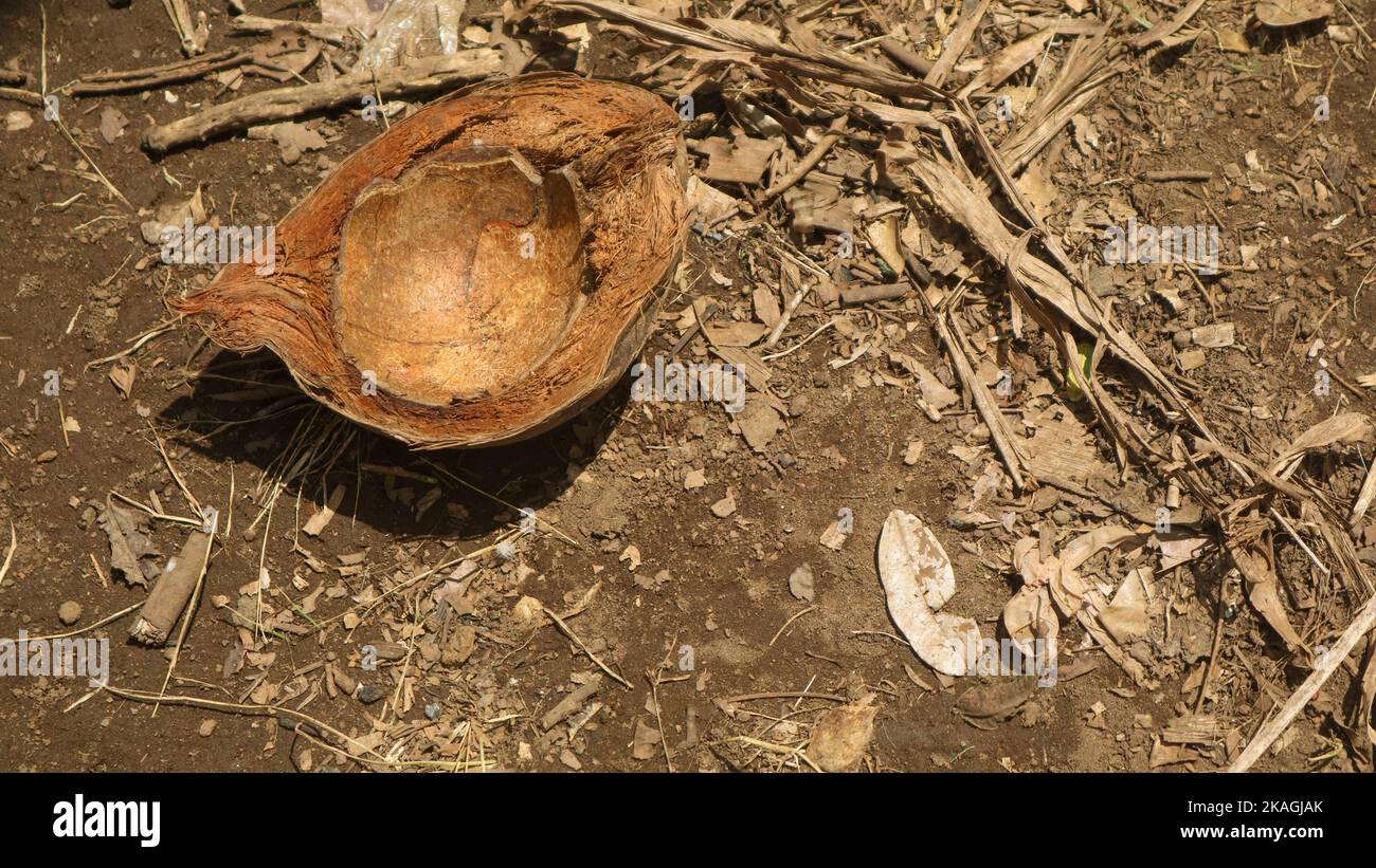 coconut coir fiber shell on the ground Stock Photo - Alamy