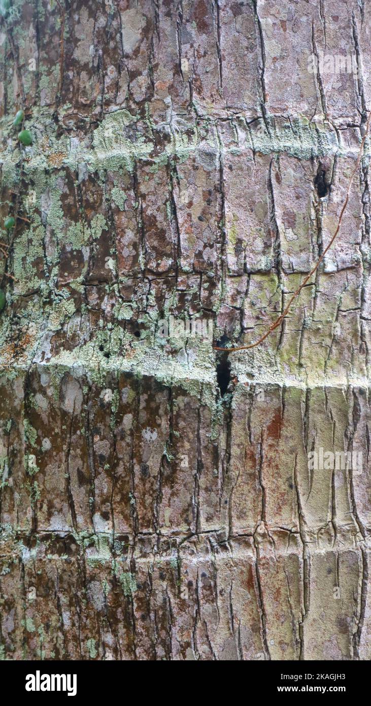 coconut bark texture as background Stock Photo - Alamy