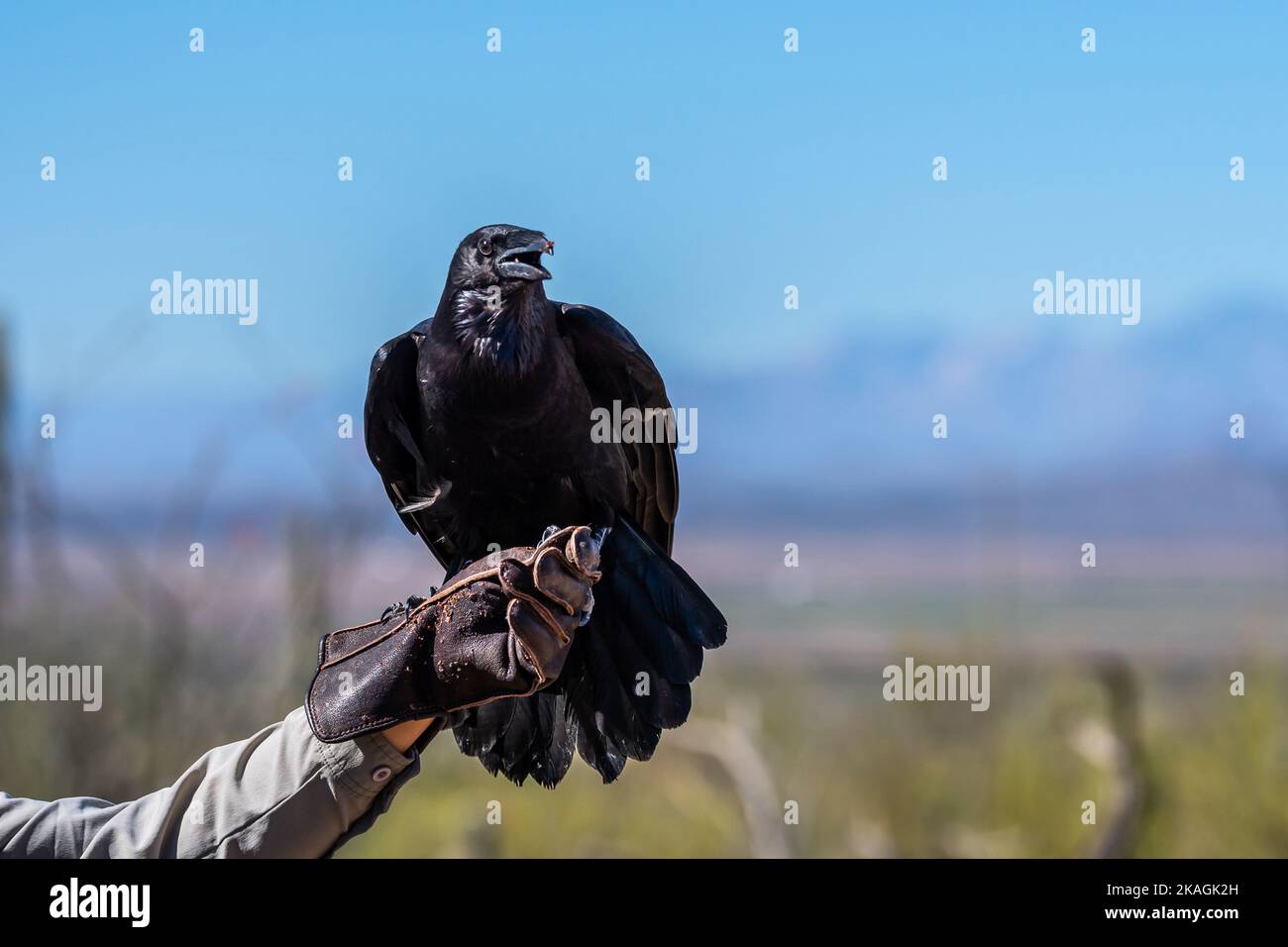 A Common Raven in Tucson, Arizona Stock Photo - Alamy