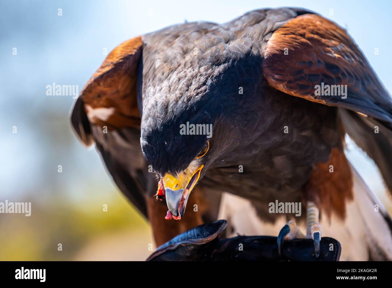 A dark brown Harris Hawk in Tucson, Arizona Stock Photo - Alamy