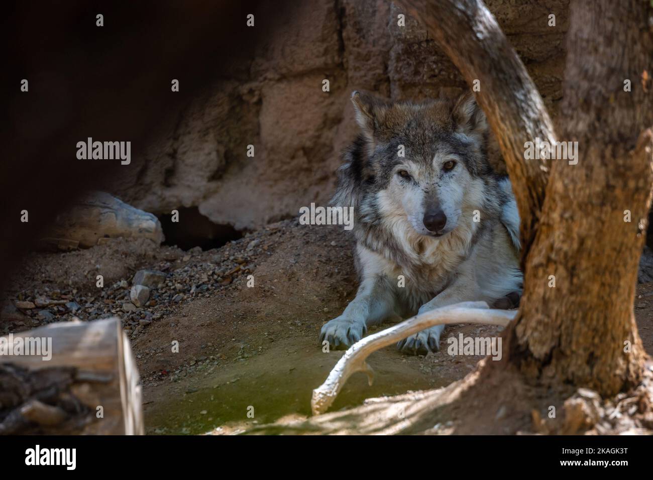 A Mexican Wolf in Tucson, Arizona Stock Photo - Alamy