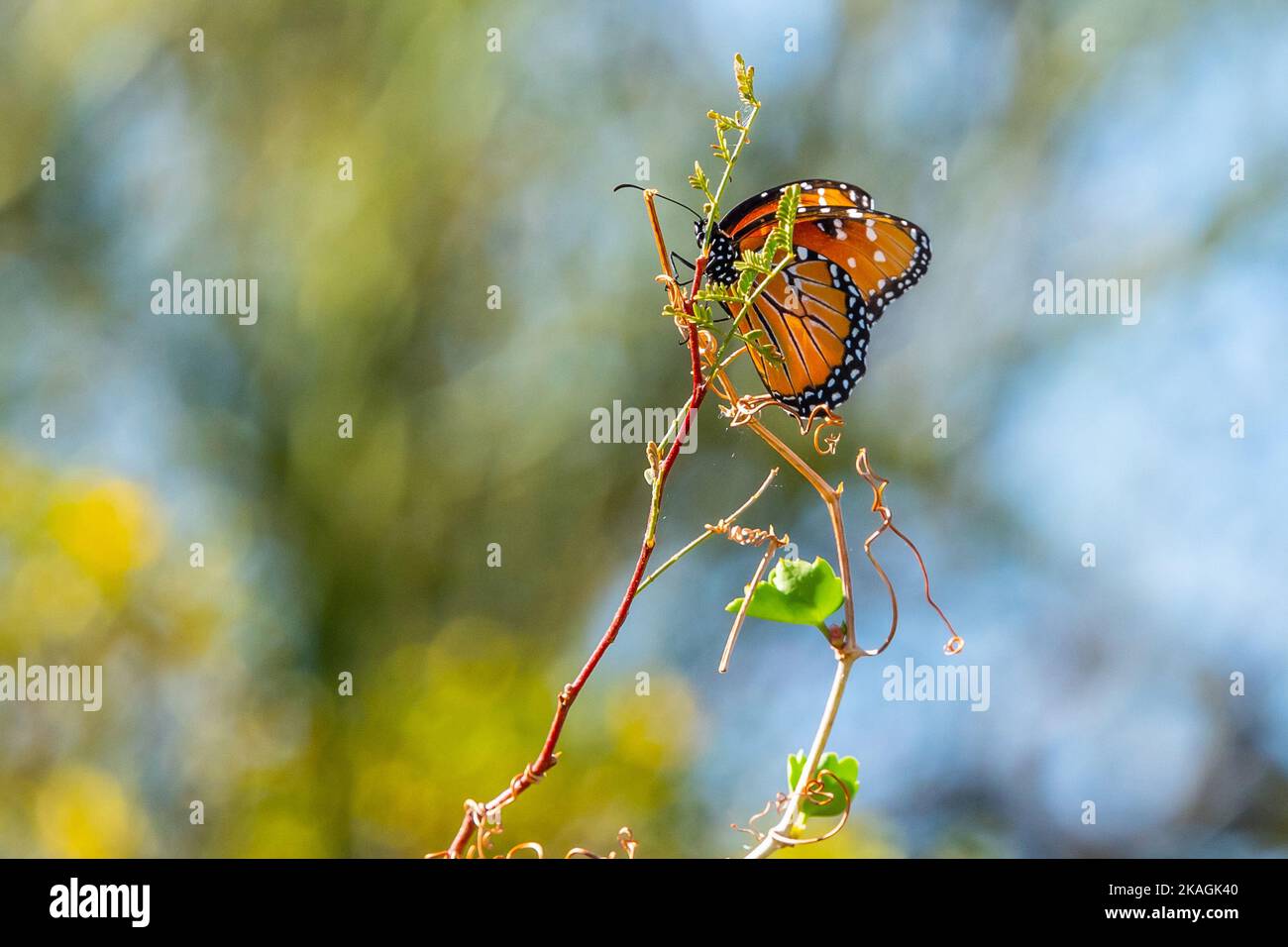 A Queen Butterfly in Tucson, Arizona Stock Photo - Alamy