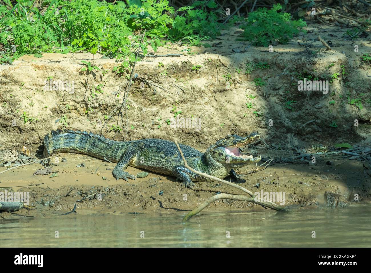 Caiman with mouth open lying on the river bank in the Pantanal Stock ...