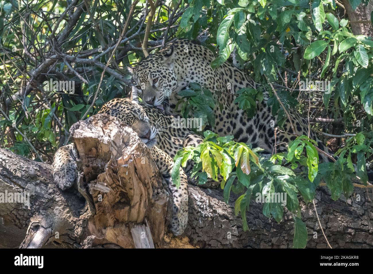 Two Jaguar on a fallen tree in the river - one grooming the other Stock ...