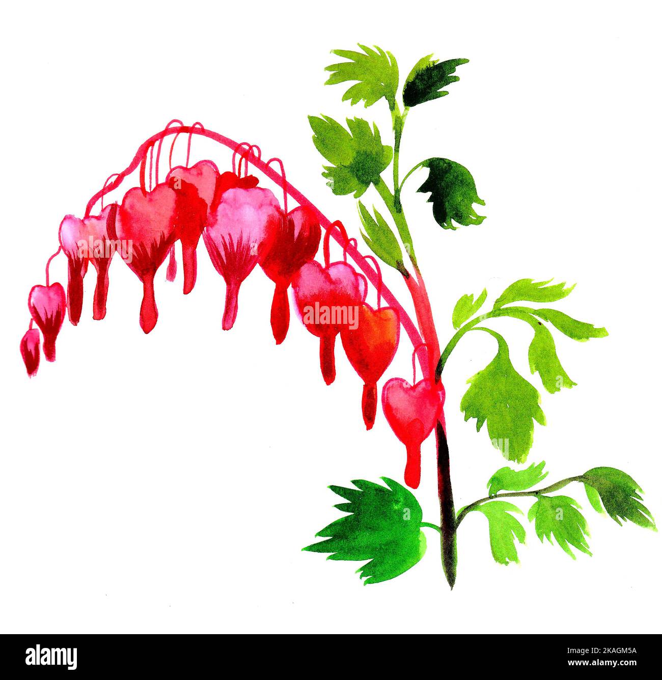 Beautiful red flowers. Watercolor drawing Stock Photo - Alamy