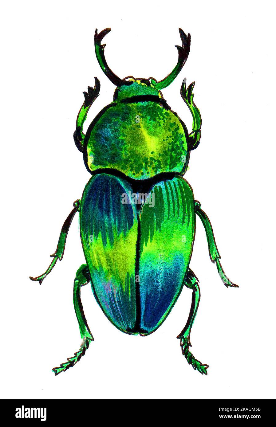 Green blue beetle. Ink and watercolor drawing Stock Photo - Alamy