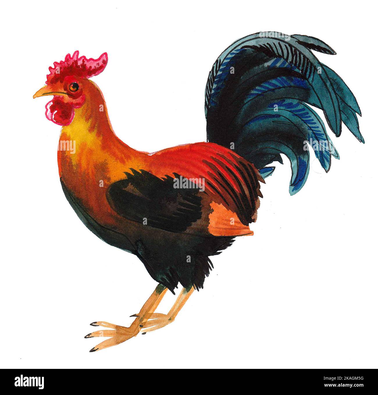 Rooster drawing Cut Out Stock Images & Pictures - Alamy