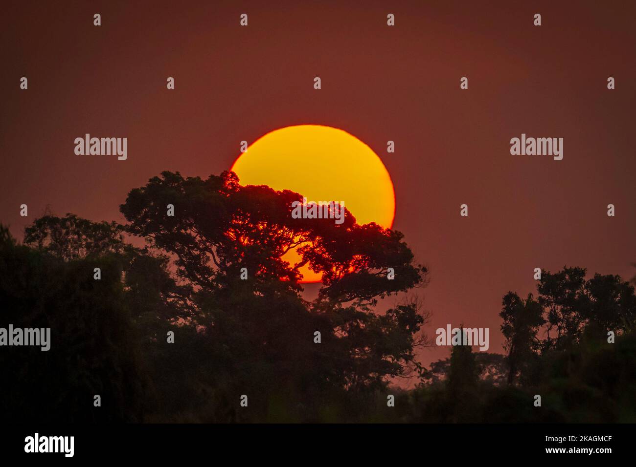 Jungle setting sun hi-res stock photography and images - Alamy