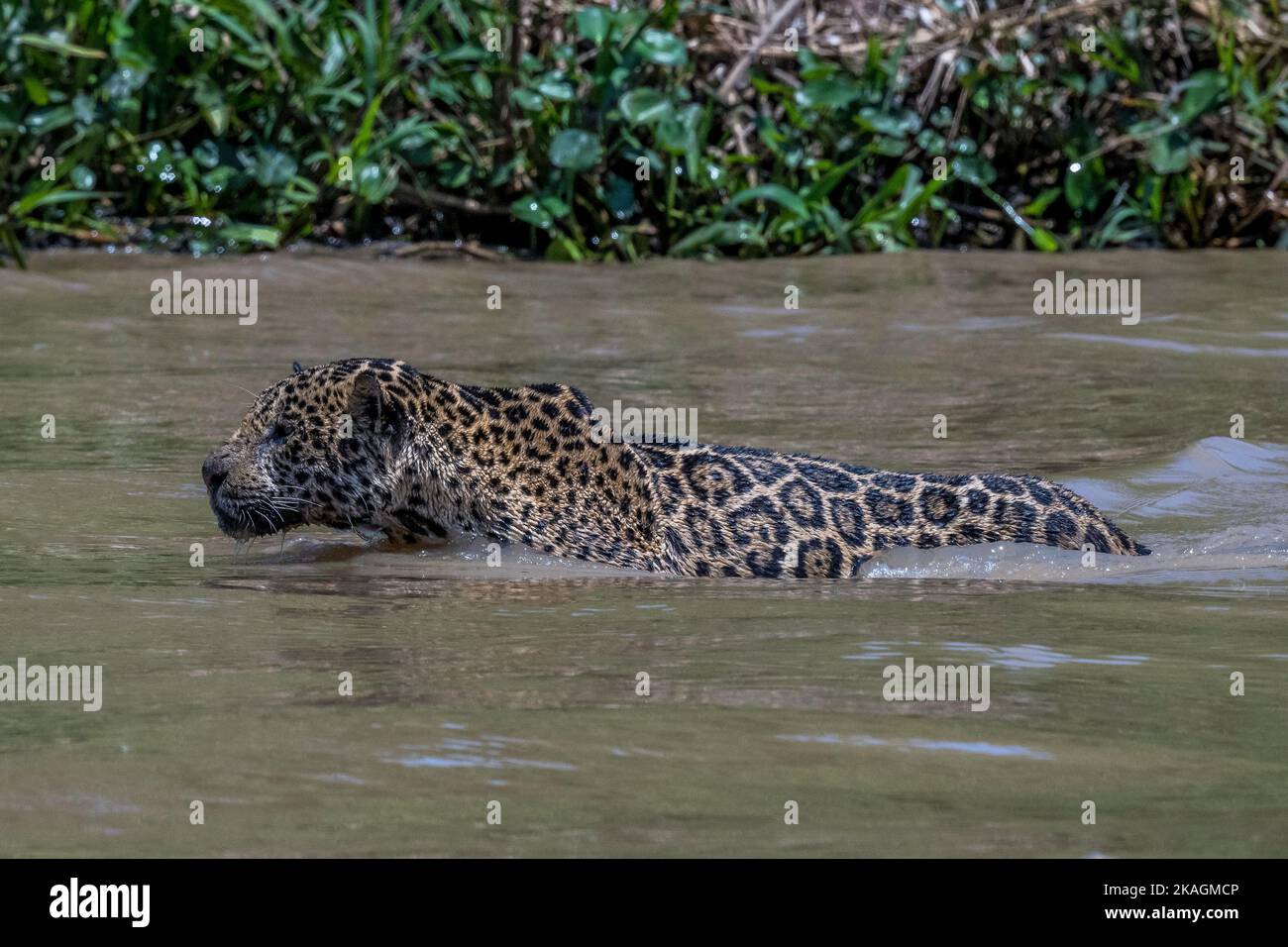 Back view jaguar hi-res stock photography and images - Alamy