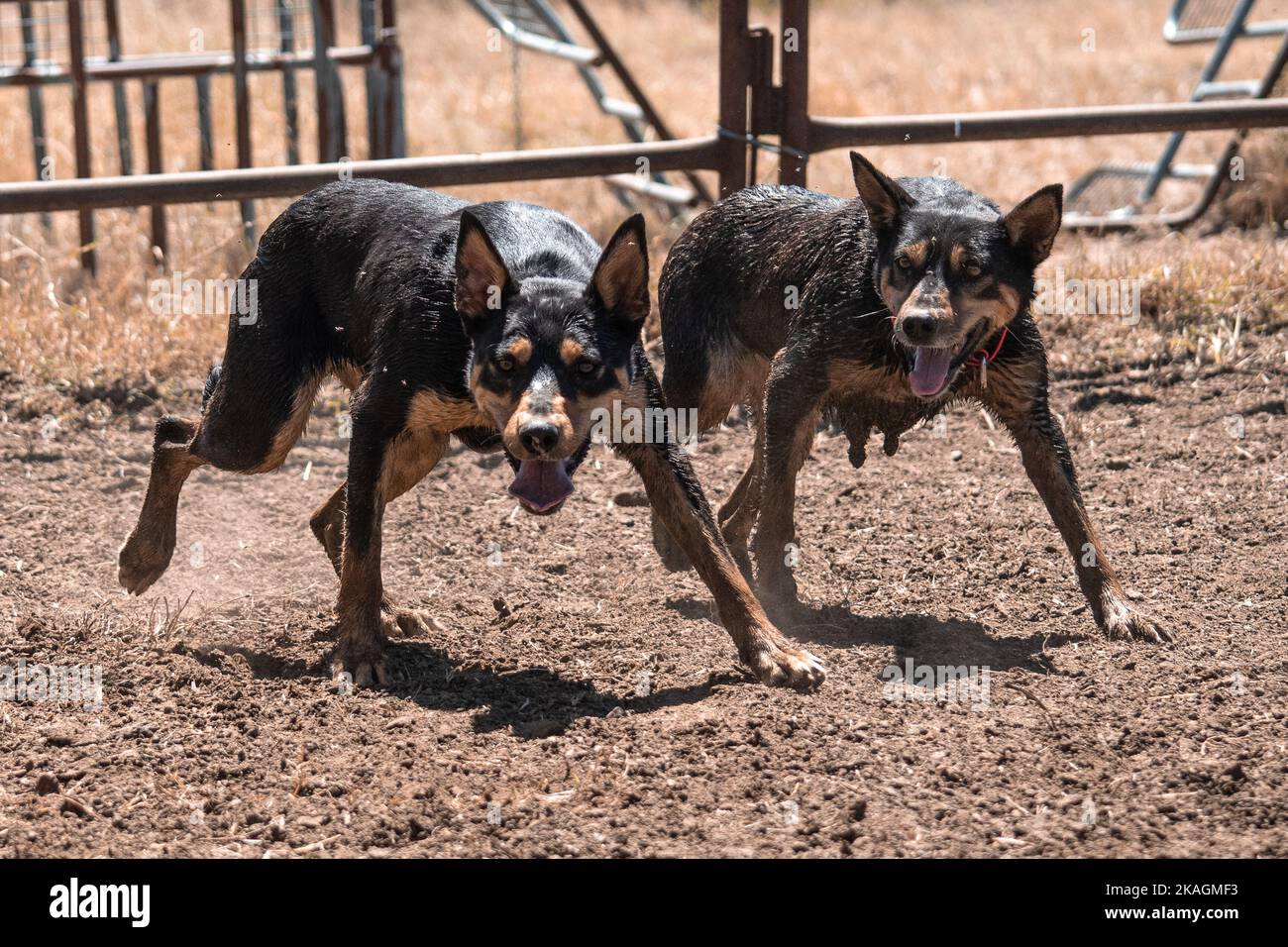 Australian cattle dog cow hi-res stock photography and images - Alamy