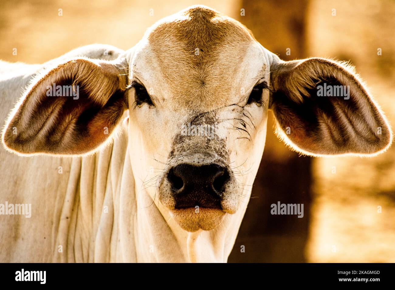 Brahman cattle australia hi-res stock photography and images - Alamy