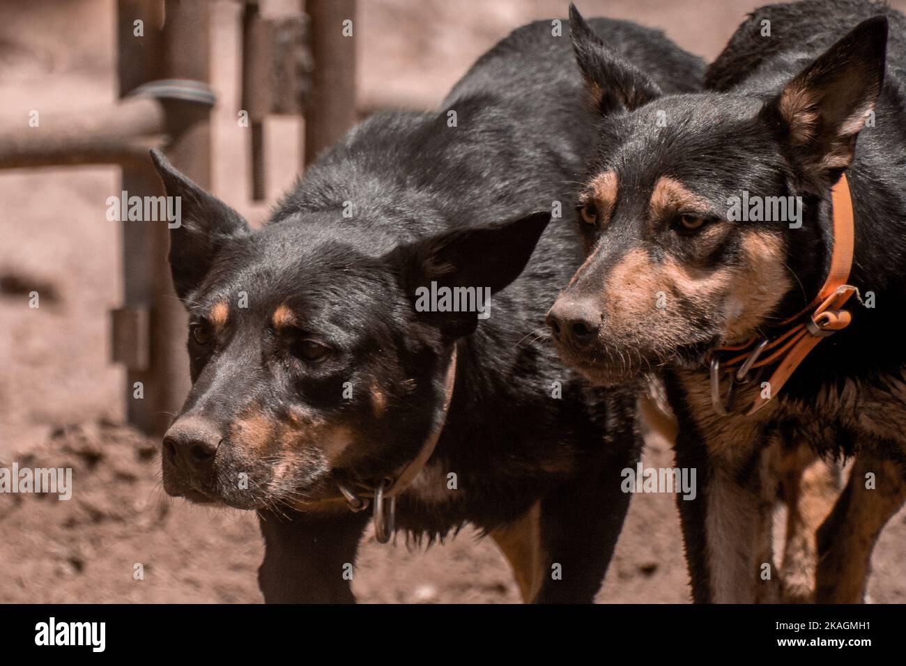 Australian cattle dog cow hi-res stock photography and images - Alamy