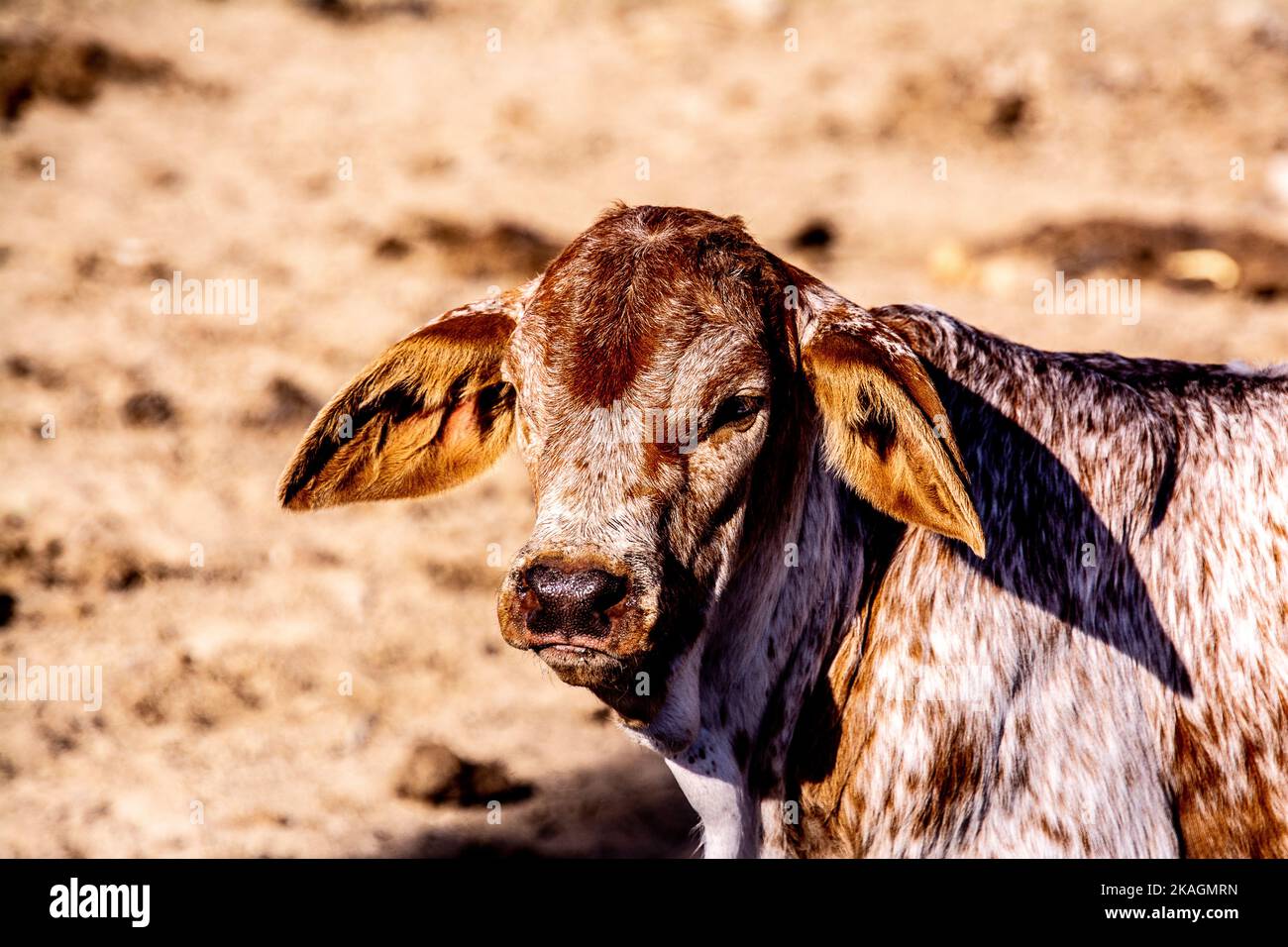 Brahman cow australia hi-res stock photography and images - Alamy