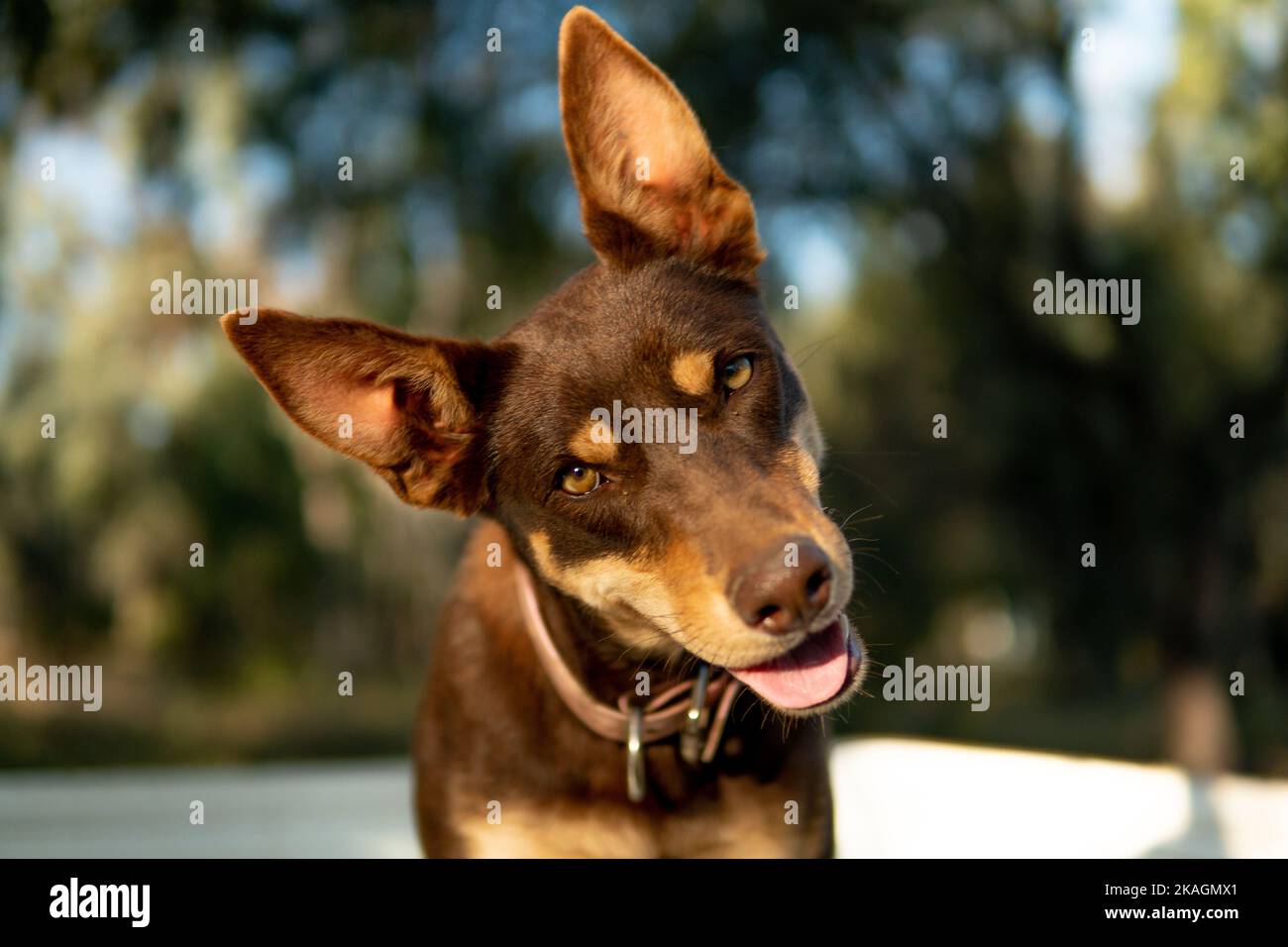 Australian cattle dog cow hi-res stock photography and images - Alamy