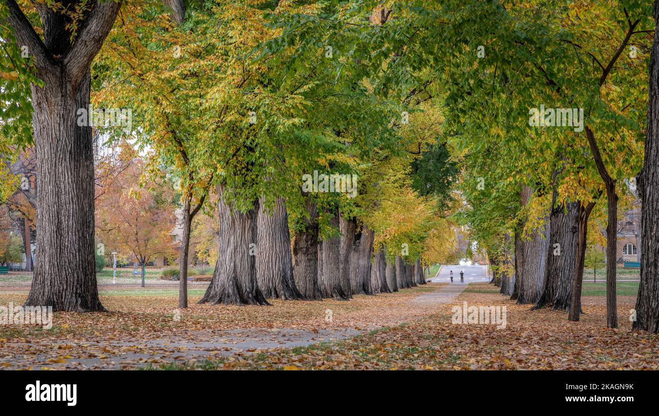 Alley with old American elm trees - the Oval at Colorado State ...