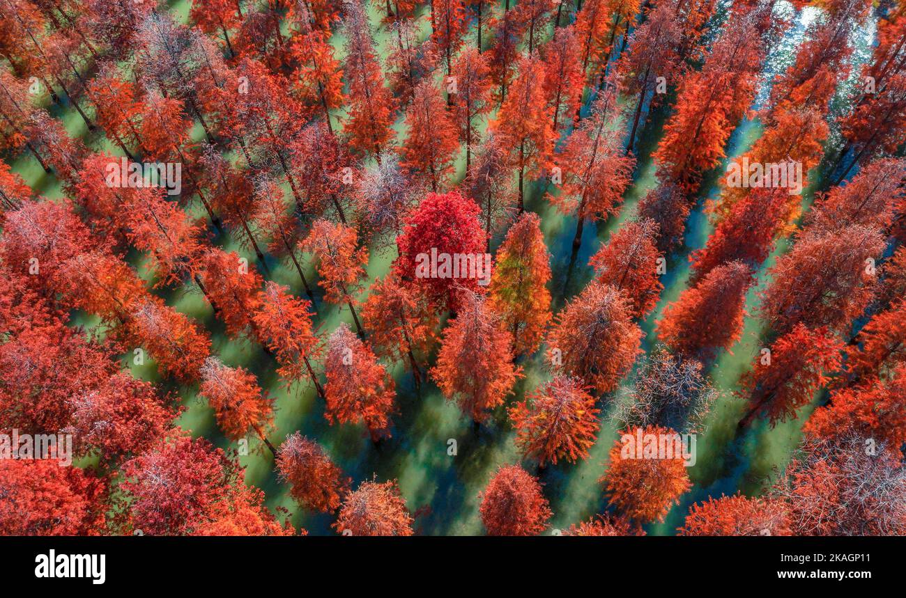 SUQIAN, CHINA - NOVEMBER 2, 2022 - An aerial photo shows metasequoia ...