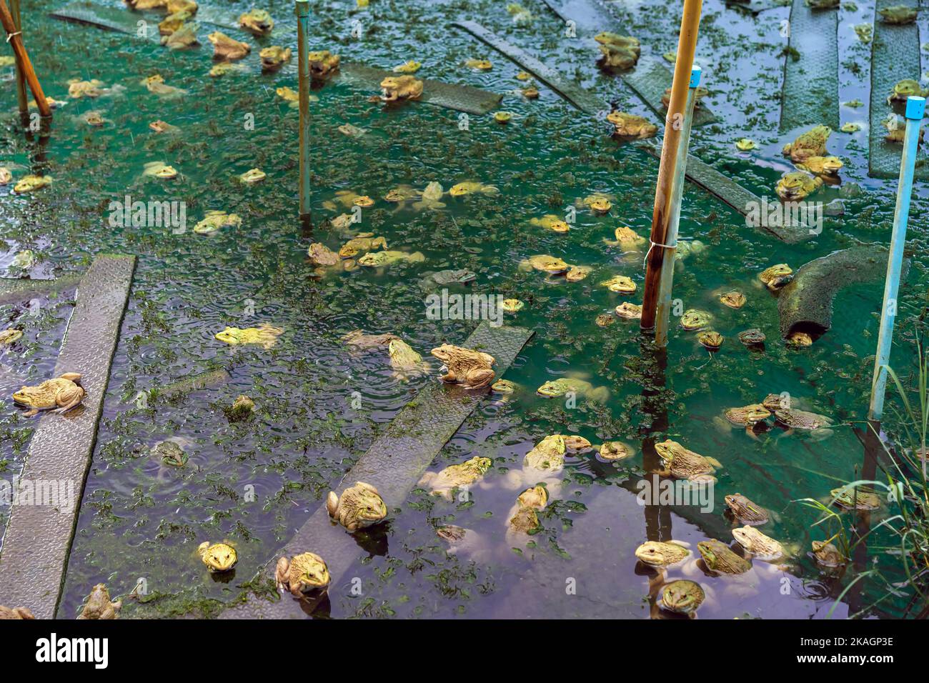 Frogs farm for agriculture at house. Cultivation of frogs with water ...