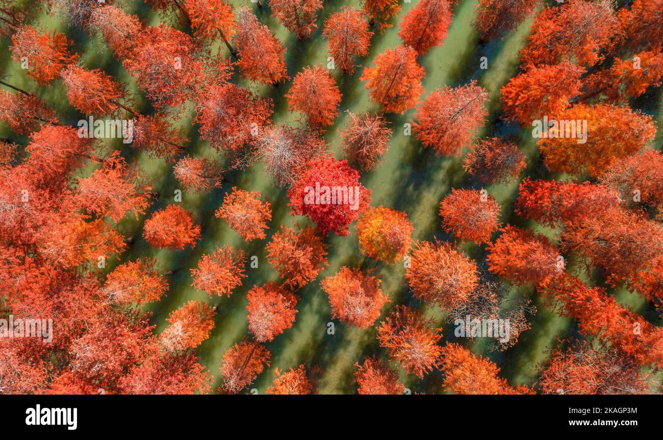 SUQIAN, CHINA - NOVEMBER 2, 2022 - An aerial photo shows metasequoia ...