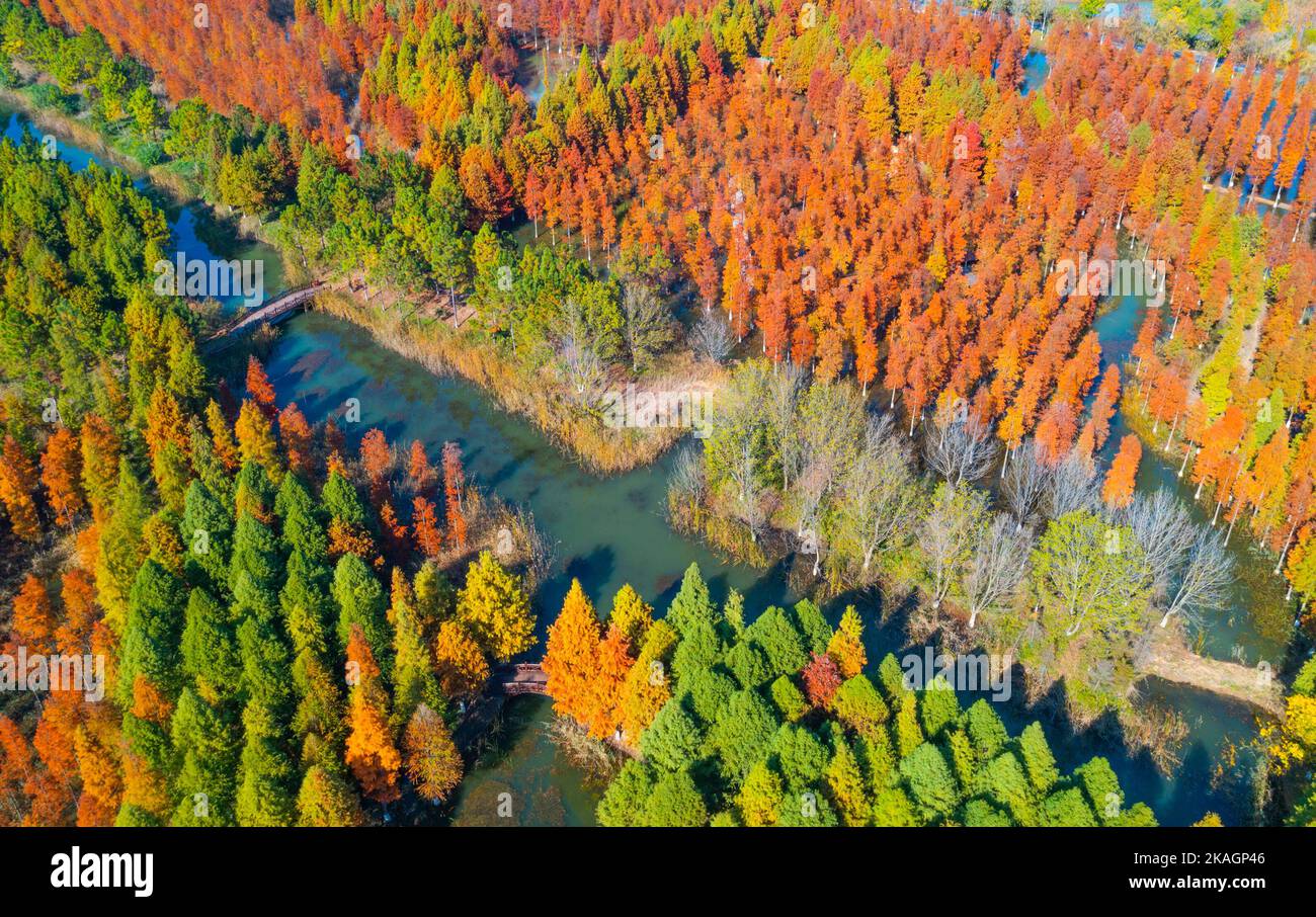 SUQIAN, CHINA - NOVEMBER 2, 2022 - An aerial photo shows metasequoia ...