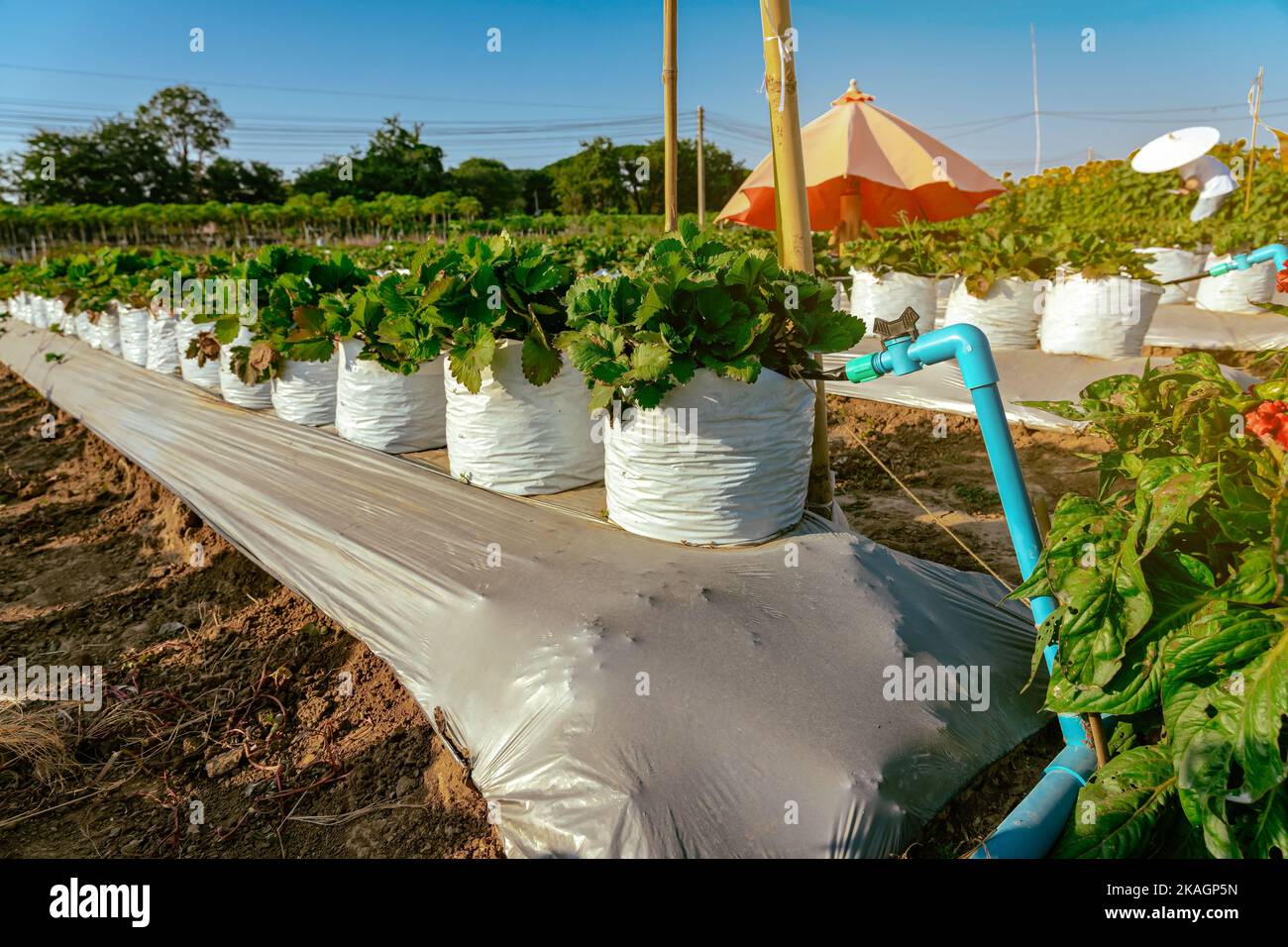 Valves drip irrigation system in organic strawberry farm. Watering ...