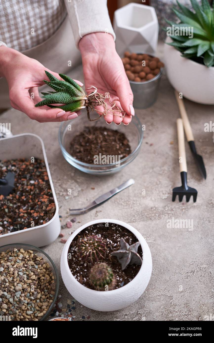 Woman planting Succulent haworthia Plant at home Stock Photo - Alamy