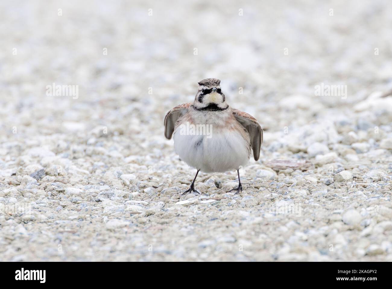 Horned Lark bird at Richmond BC Canada, Oct 2022 Stock Photo - Alamy