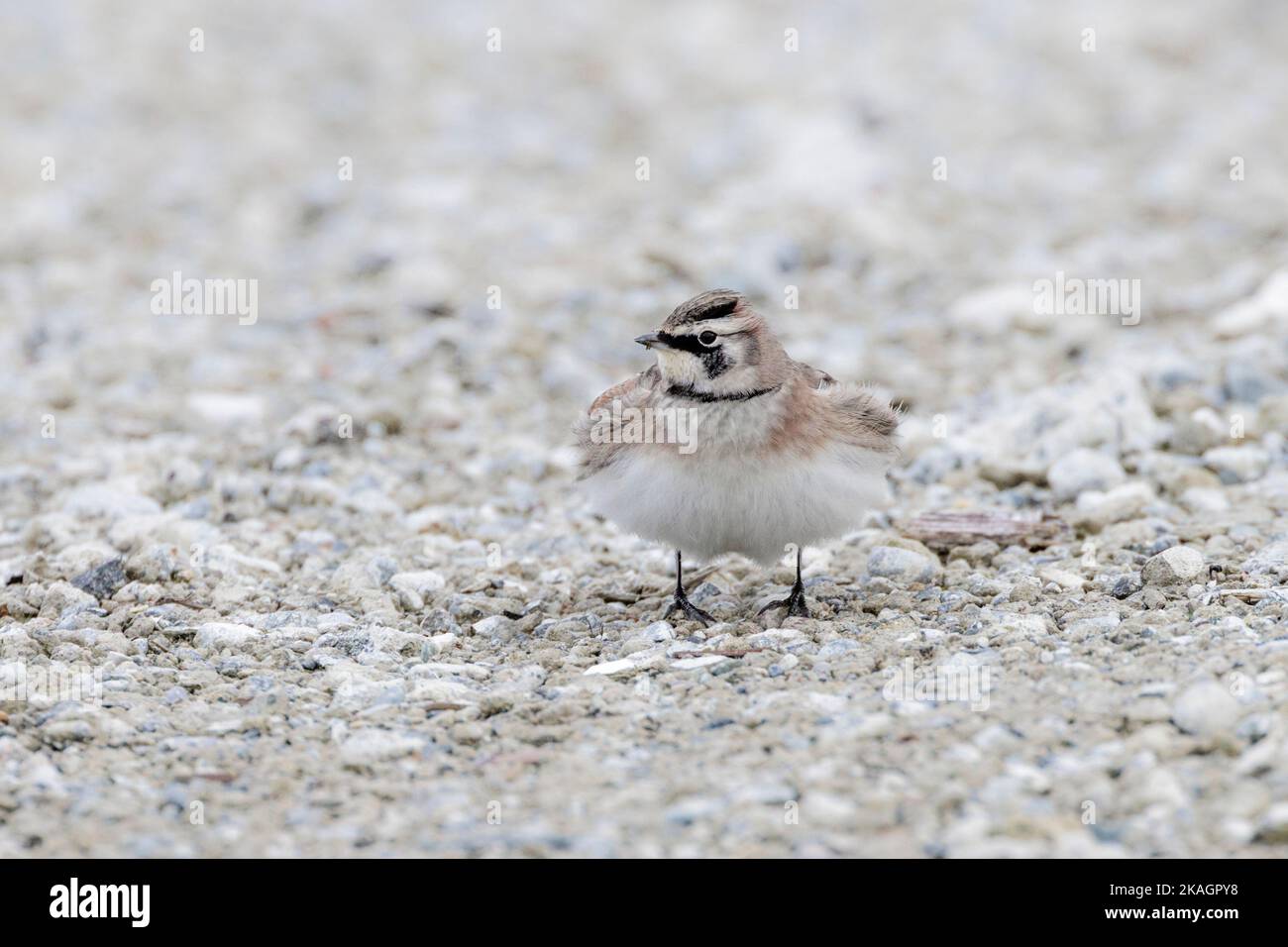 Horned Lark bird at Richmond BC Canada, Oct 2022 Stock Photo - Alamy