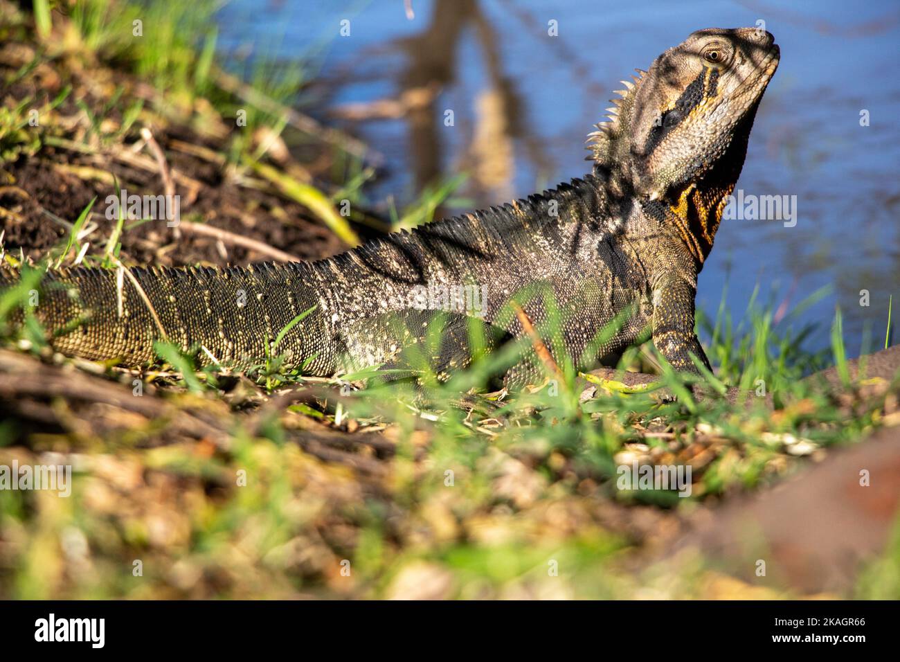 Dragon creek hi-res stock photography and images - Alamy