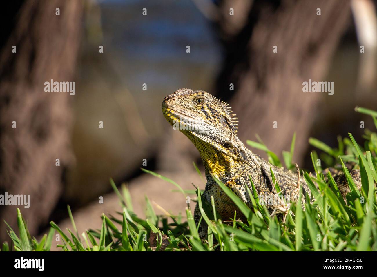 Myal creek hi-res stock photography and images - Alamy