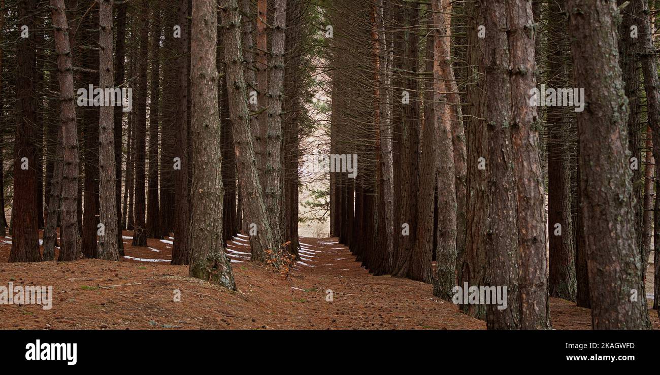 Sequoia forest in winter. A close-up panorama of tree trunks. Brown ...