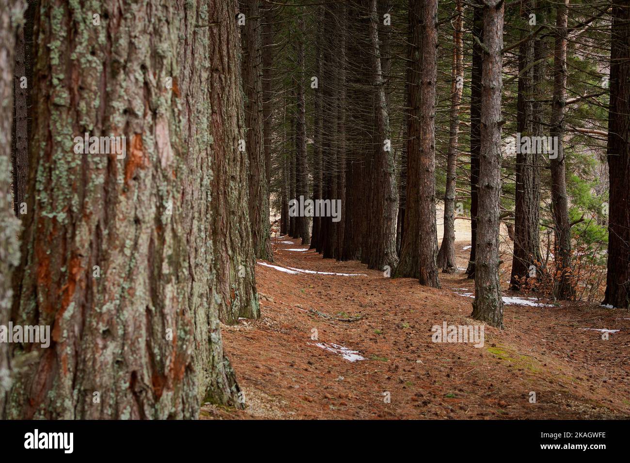 Sequoia forest in winter. A close-up panorama of tree trunks. Brown ...