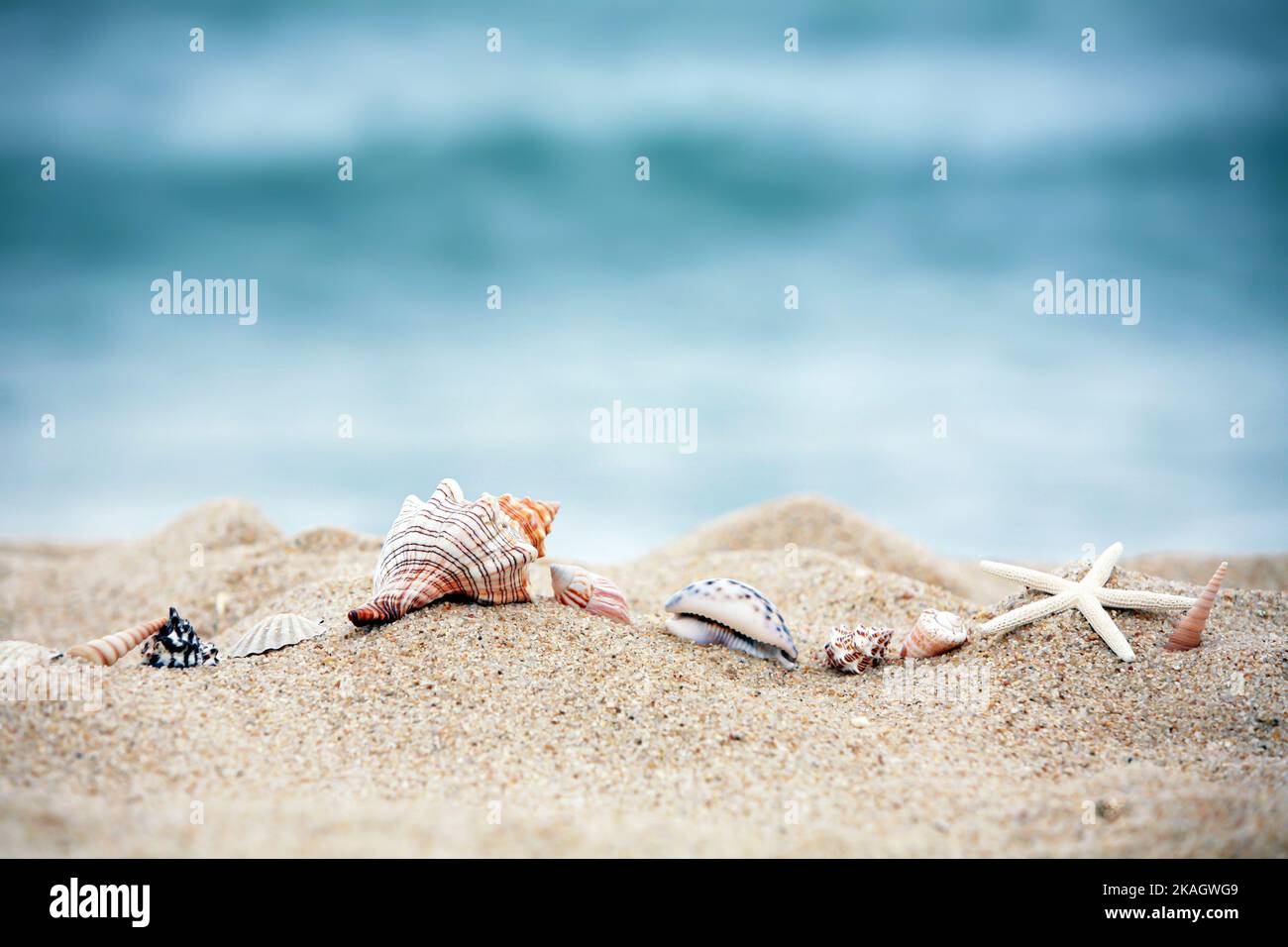 Sea and blue beach landscape with starfish, conch and shells on the ...