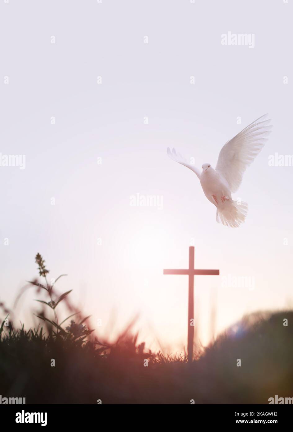 The sunset forest white dove and the holy cross of Jesus Christ symbolize death and resurrection ...