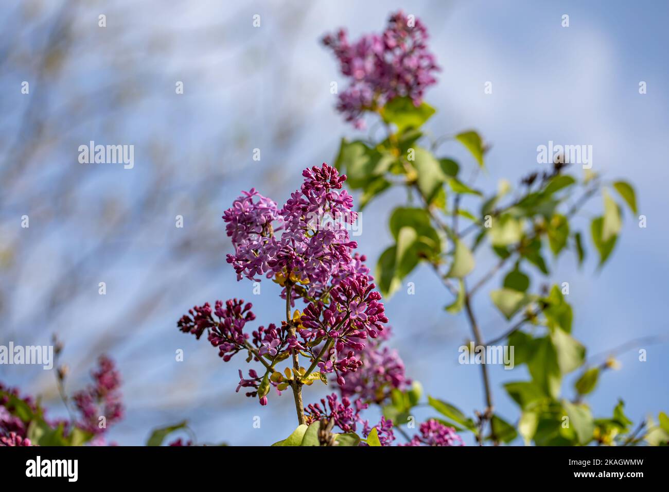 Syringa vulgaris flower growing in meadow, macro Stock Photo - Alamy