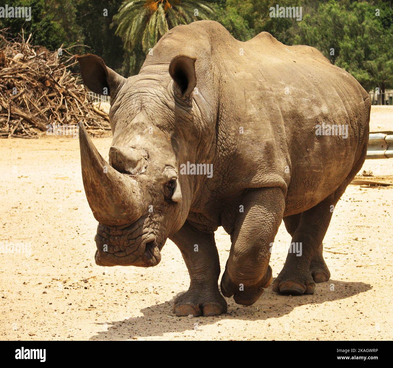Rhinoceros walking slowly through safari in high definition Stock Photo ...