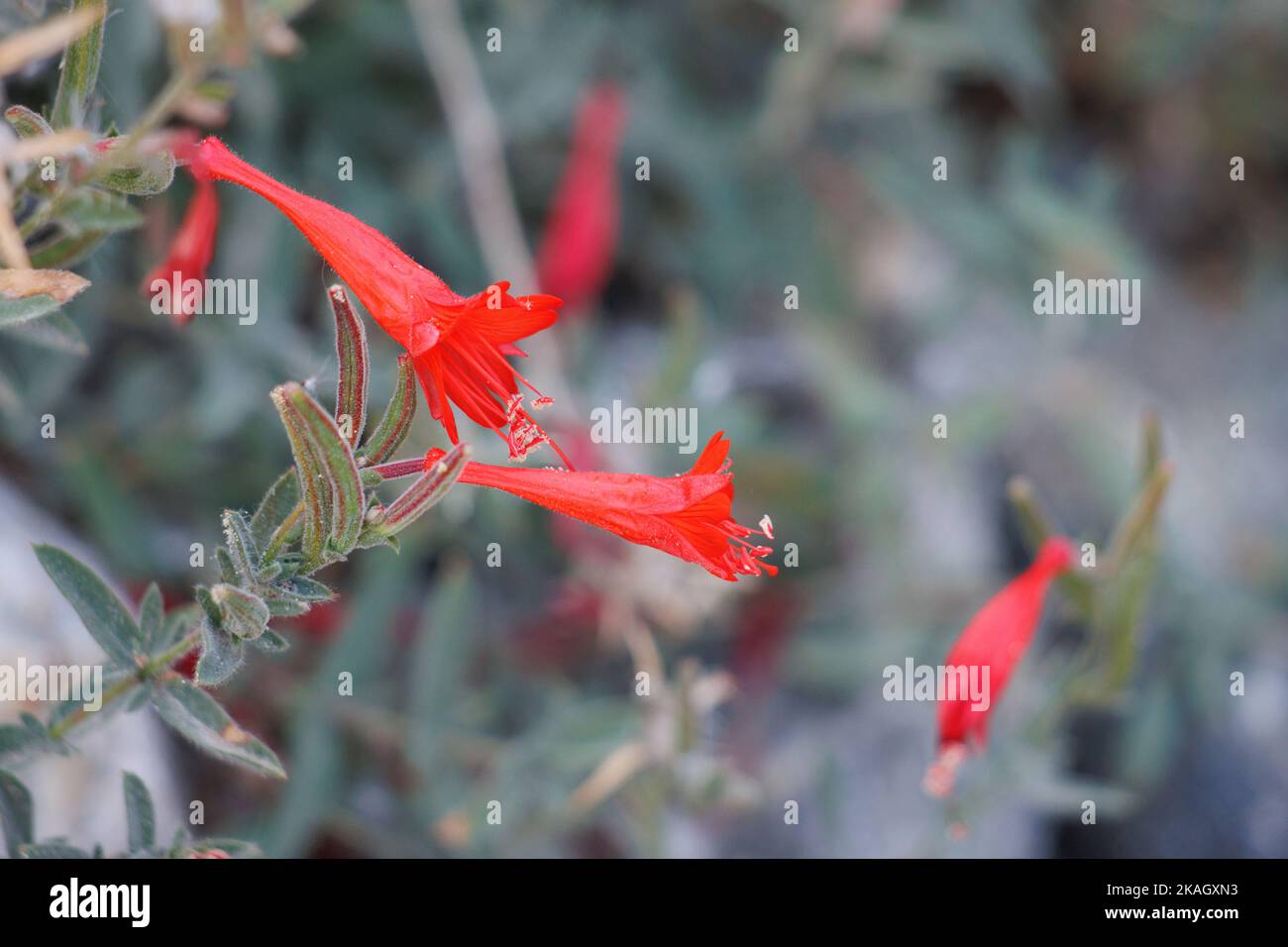 Red flowering raceme inflorescences of Epilobium Canum, Onagraceae ...