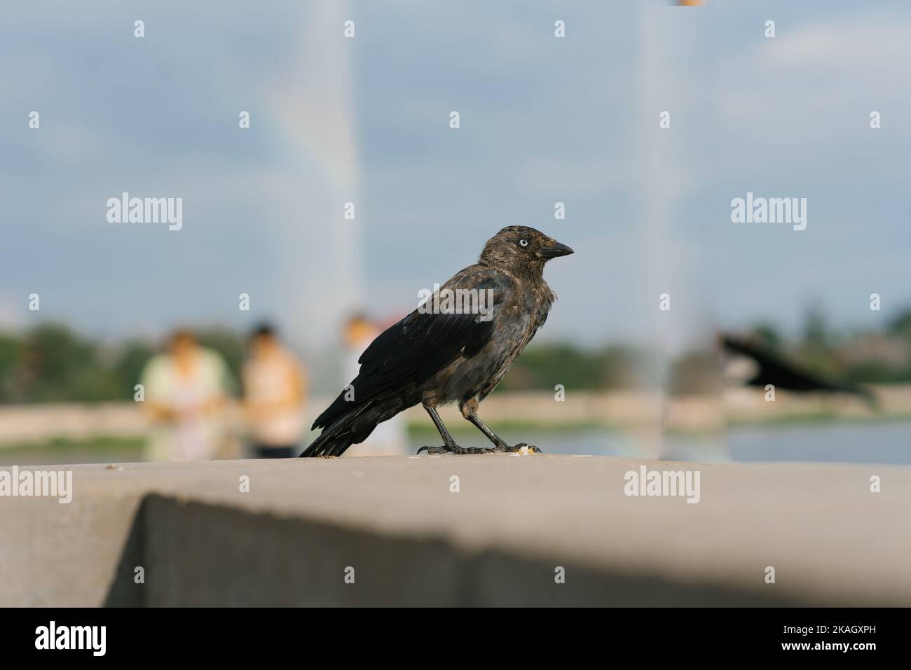 Black crow wild bird living hi-res stock photography and images - Alamy