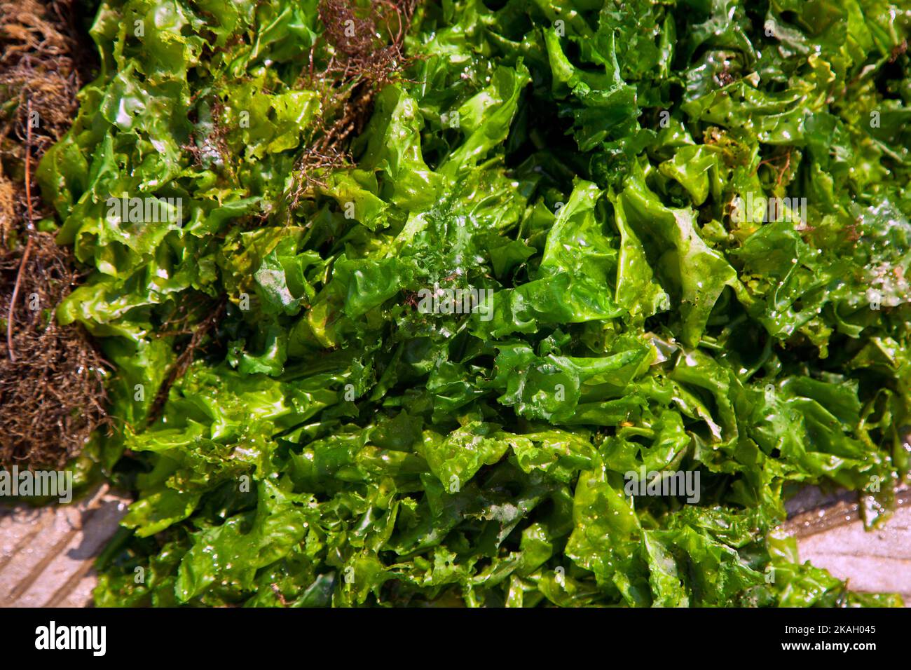 Broad leaved fresh green algae, pieces of seaweed fresh from the sea ...