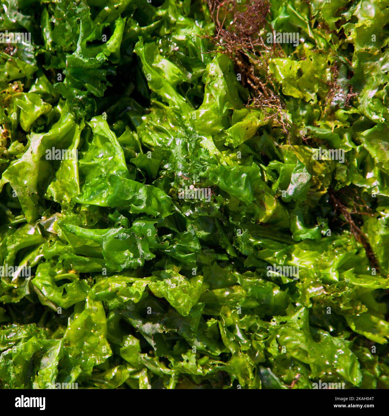 Broad leaved fresh green algae, pieces of seaweed fresh from the sea ...