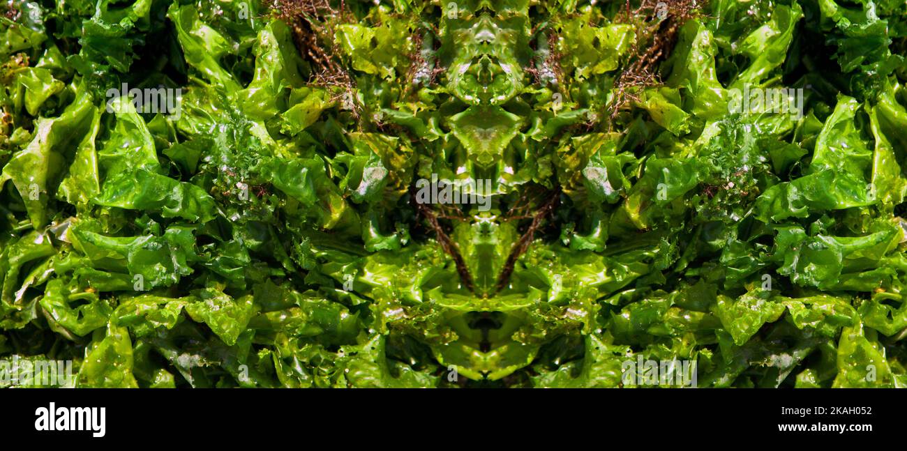 Broad leaved fresh green algae, pieces of seaweed fresh from the sea ...