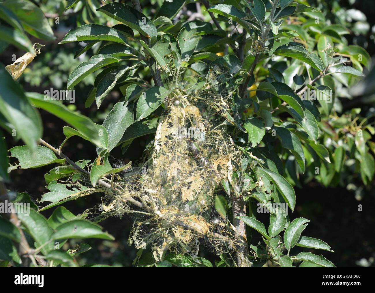Identify and Control Tent Caterpillars. Close up on tent caterpillars ...
